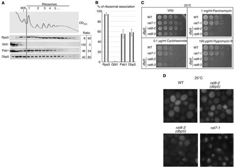 Dbp5 Associates With Polysomes During Translation And Mutants Are