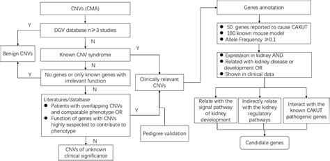 Frontiers Copy Number Variations Analysis Identifies Qprt As A