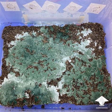 Green Mold Contamination Aka Trichoderma Growing Troubleshooting By