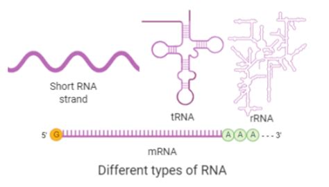 What Are The Three Types Of Rnas