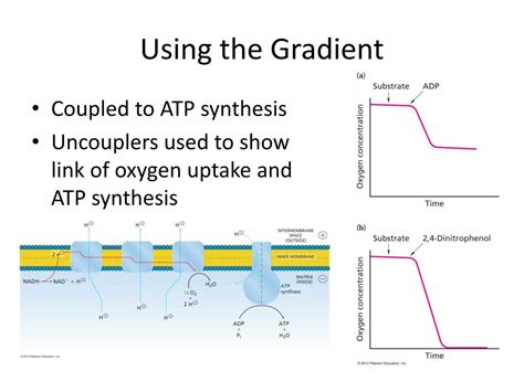 Ppt Electron Transport And Atp Synthesis Powerpoint Presentation