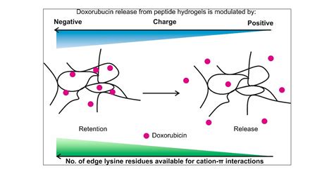 Controlling Doxorubicin Release From A Peptide Hydrogel Through Fine