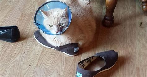 not a tomcat a toms cat imgur