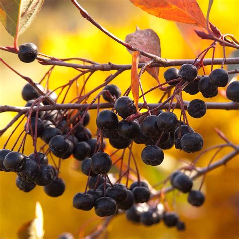 Autumn Magic Aronia Berry Plant Stark Bros
