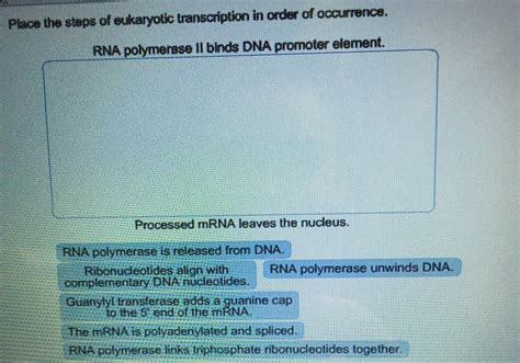 Solved Place The Steps Of Eukaryotic Transcription In Order