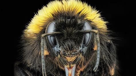 ready for your close up insect portraits reveal creepy crawlies in