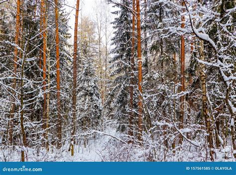 A Lot Of Twigs And Branches Covered With Fluffy White Snow Beautiful