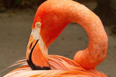 Ultimate Busch Gardens Itinerary Unleash Thrills And Adventure In Tampa Bay