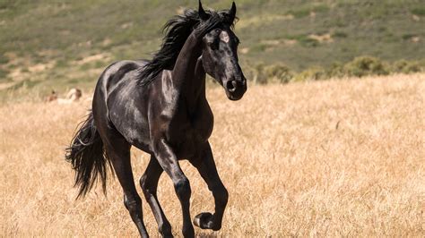 Nonton Black Beauty 2020 Subtitle Indonesia Idlix