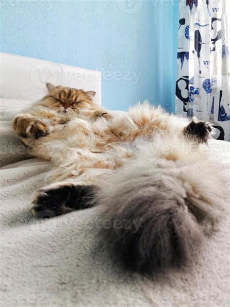 Fluffy Ginger British Longhair Cat Sleeping With Belly Up 22020858
