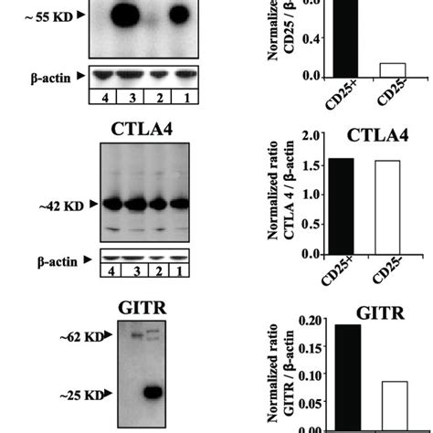 Western Blot Analysis Of Cd4 Cd25 Ctla4 Gitr And Foxp3 Proteins