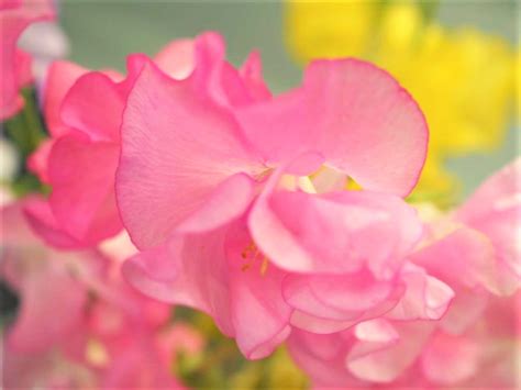 【ピンクの花図鑑】人気の品種を、春・夏・秋・冬の季節別にご紹介します！｜🍀greensnap（グリーンスナップ）