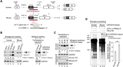 The Human Drosha Hairpin Is Responsible For Alternative Splicing Of