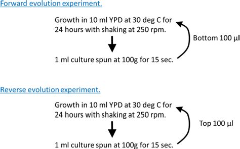 Figure 1 From Evolution Of Multicellularity And Unicellularity In Yeast