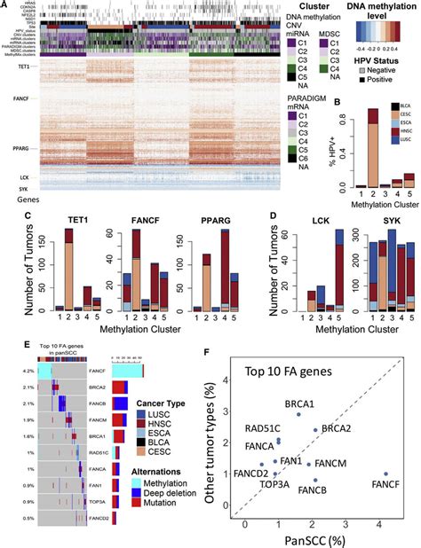 Dna Methylation Consensus Clusters With Distinct Mutation And Hpv