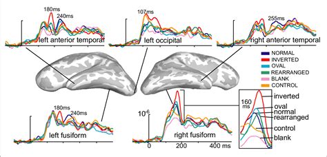 Figure 2 From Spatio Temporal Dynamics And Laterality Effects Of Face