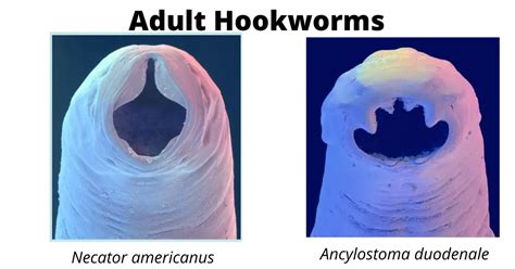 Hookworm Characteristics Life Cycle Pathogenesis And Diagnosis