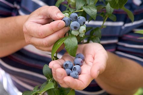 How To Grow Blueberries Bbc Gardeners World Magazine