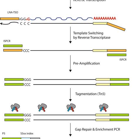 Pdf Full Length Single Cell Rna Sequencing With Smart Seq2