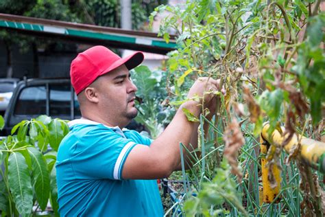Huerta Casera Una Sencilla Alternativa Para Cultivar Tus Propios