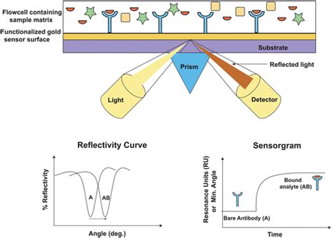 Surface Plasmon Resonance Spectroscopy And Imaging Cheng Research Group