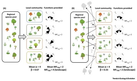 β Diversity Community Assembly And Ecosystem Functioning Trends In