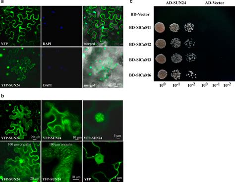 Subcellular Localization Of Yfp Sun24 And Yeast Two Hybrid Assay Of