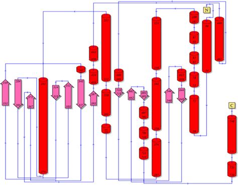 secondary structure of fusion protein construction by