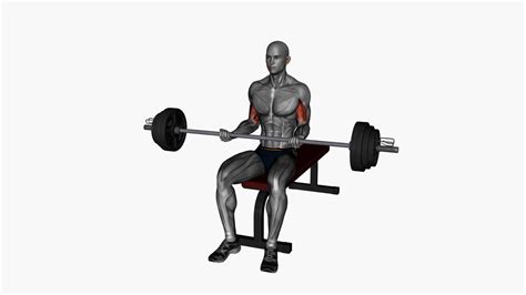 Mastering The Barbell Lap Curl A Beginners Guide To Building Biceps
