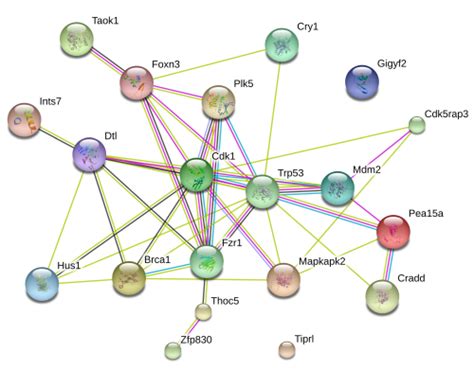 Visualize Gene Ontology