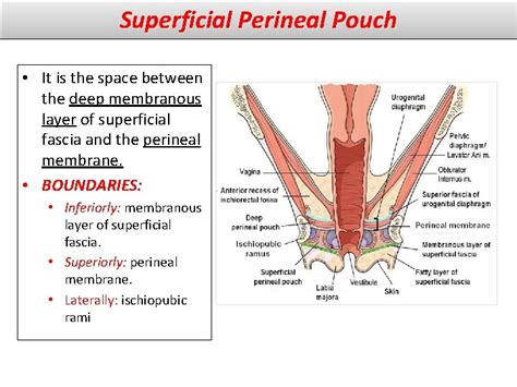 Female Perineum And External Genitalia Dr Zeenat Zaidi