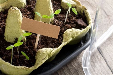 Semilleros Proceso De Siembra Y Germinación Semilleros De Germinacion