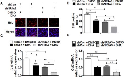 Inhibition Of The Fto Nr4a3 Axis Reduces Proliferation And Inflammation