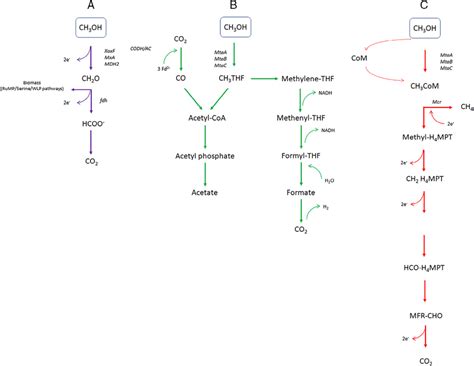 Methanol Degradation Pathways As Outlined In This Review A