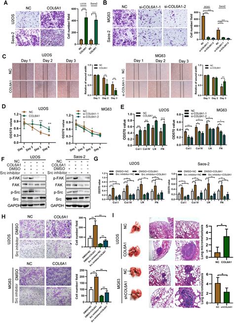 Col6a1 Promotes Migration And Invasion In Vivo And In Vitro A