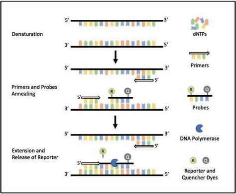 Rt Pcr Definition Principle Enzymes Types Steps Uses Real Time Sexiz Pix