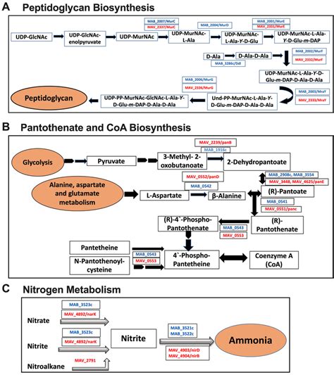 Mah And Mab Common Enzymes Associated With Metabolic Pathways A