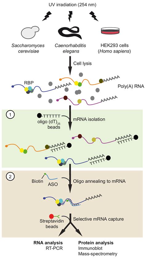 An Oligonucleotide Based Tandem Rna Isolation Procedure To Recover