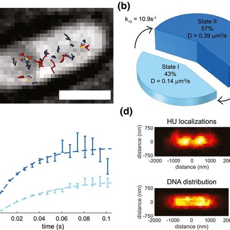 Single‐molecule Tracking Smt Of Huα‐pamcherry In Live E Coli Cells