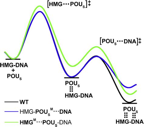 Tethered Hopping Model Of Protein Dna Binding For The Download