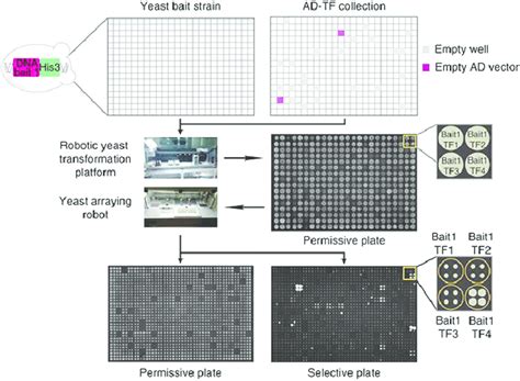 Overview Of High Throughput Y1h Assay Each Yeast Strain With A Yellow