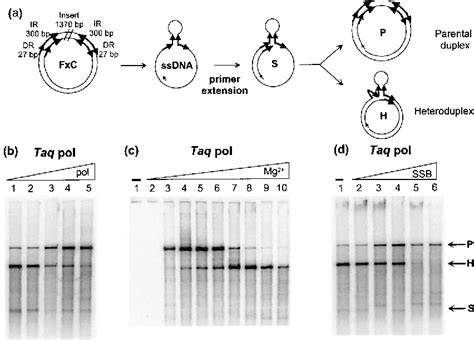 figure 1 from in vitro replication slippage by dna polymerases from