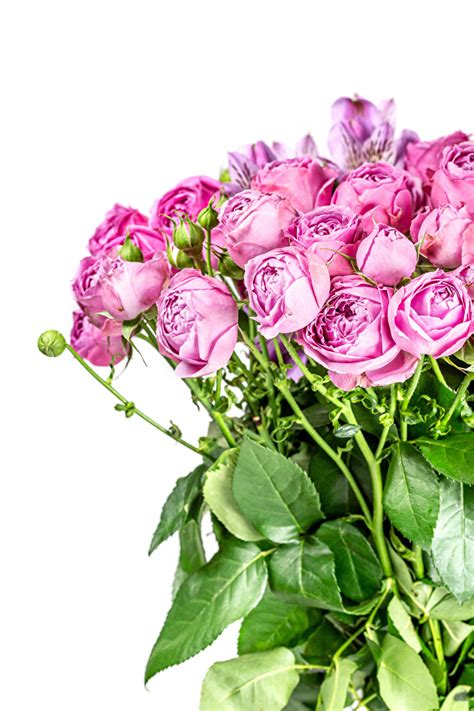 Photo Bouquets Rose Pink Color Flower Flower Bud White Background