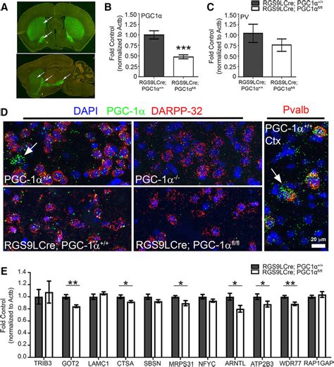 Putative Pgc 1 Dependent Targets Are Reduced In Conditional Knock Outs