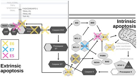 Pathogens Free Full Text Do Or Die Hpv E5 E6 And E7 In Cell Death