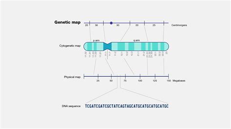 Diagram Of Chromosome With Gene