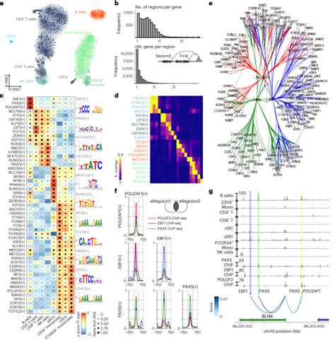Scenic Single Cell Multiomic Inference Of Enhancers And Gene