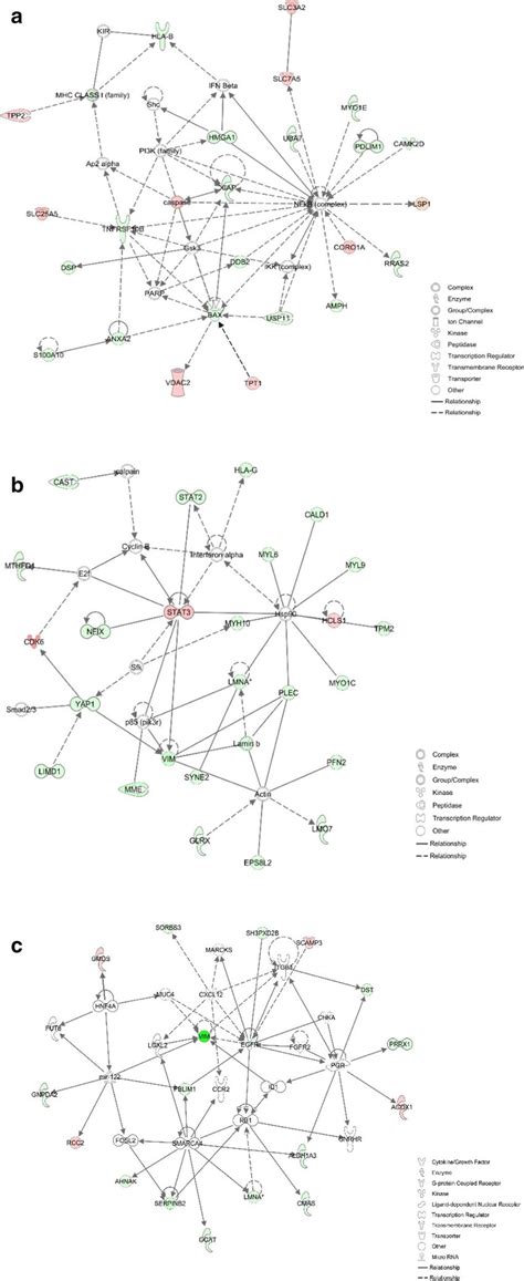 Functional Network From Ipa Analysis Of Differentially Regulated