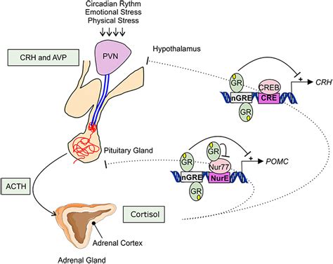 Frontiers A General Introduction To Glucocorticoid Biology