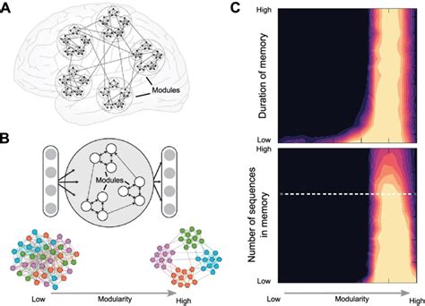 Modularity And Working Memory Capacity A Schematic Depiction Of The